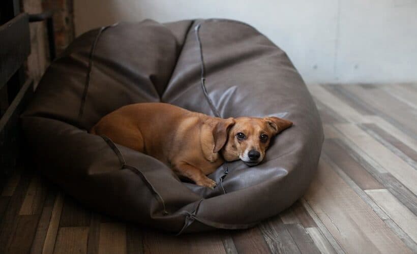 Comfy Sack Review: Great Choice For Your Small Space